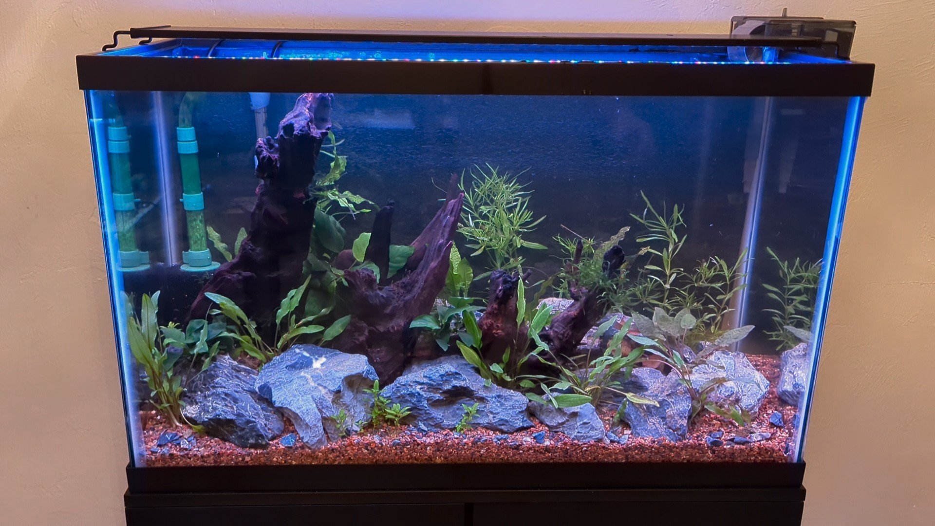 The puffers have landed! My new pea puffer tank - Photos, Videos ...