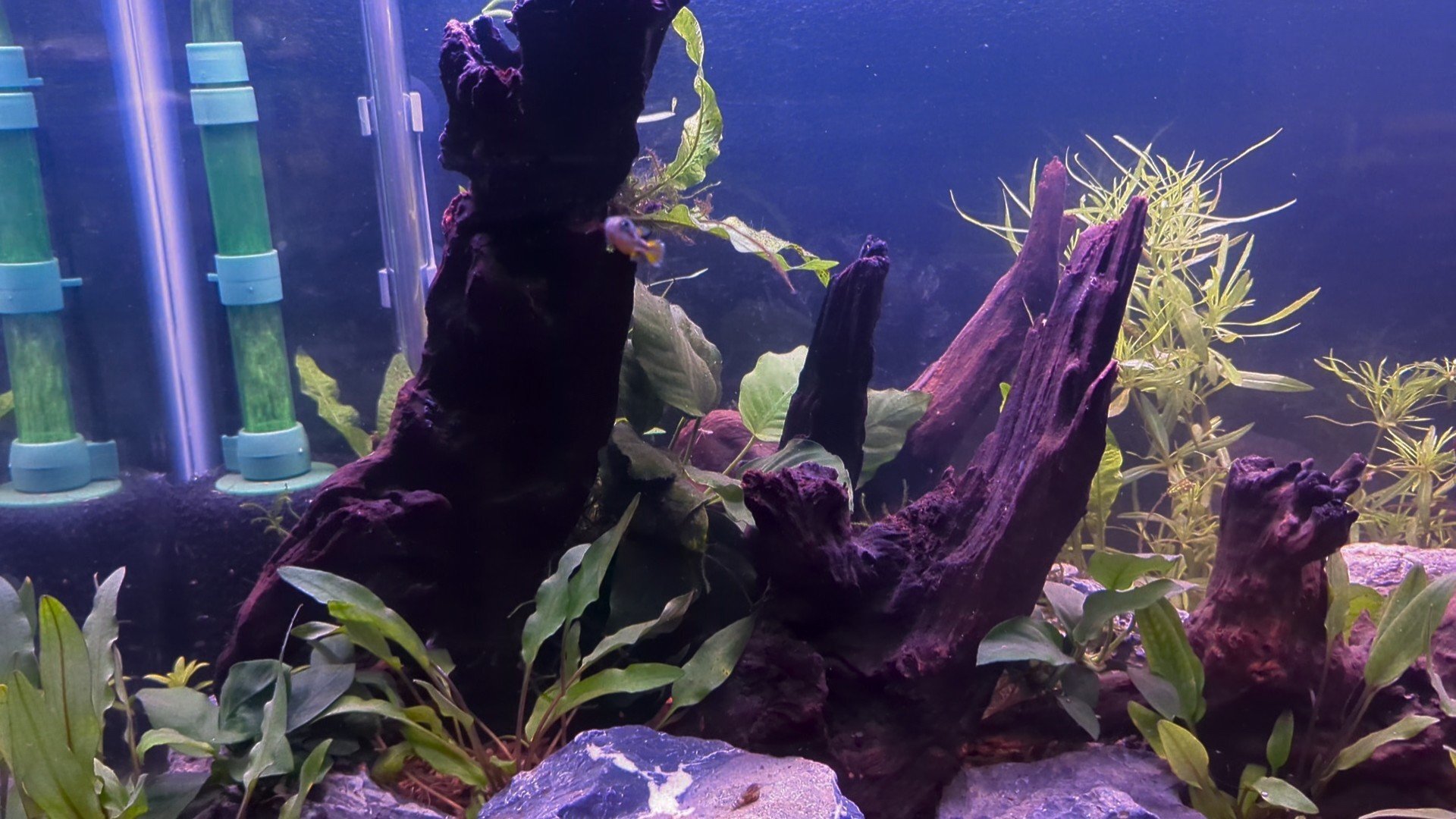 The puffers have landed! My new pea puffer tank - Photos, Videos ...
