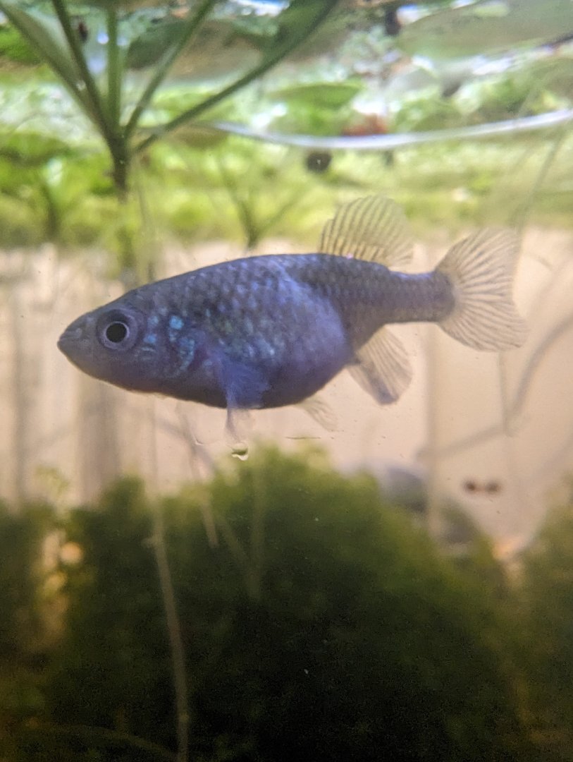 My garage "fish lab" - Page 4 - Photos, Videos & Journals - Aquarium Co ...