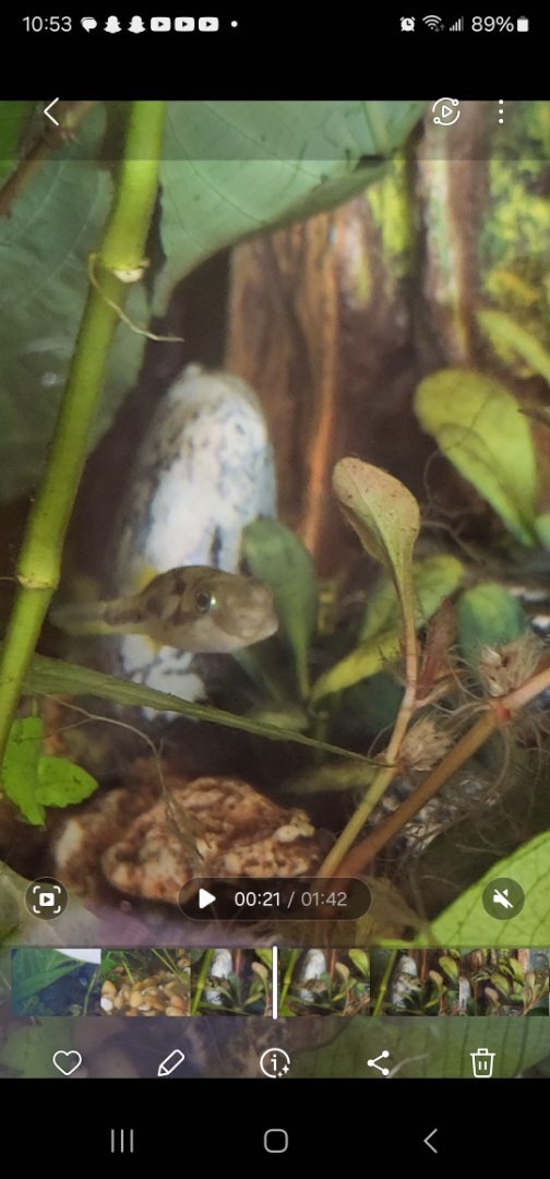 Male Pea Puffer with Cyst on Face? - Diseases - Aquarium Co-Op Forum