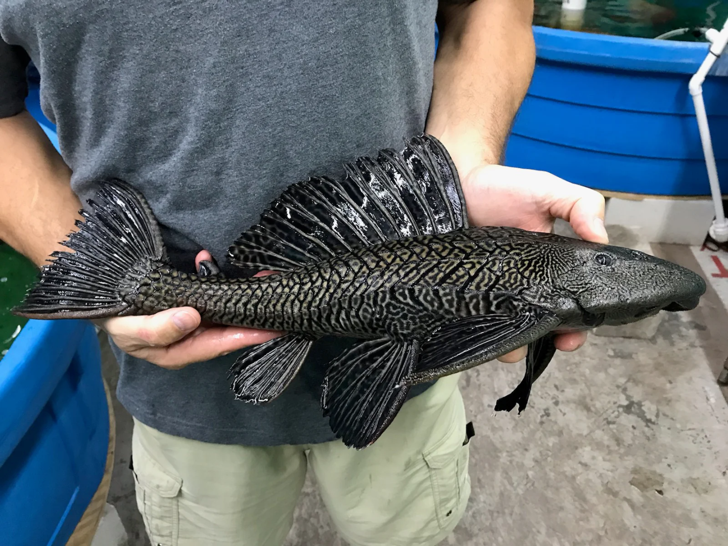 How do i feed my large plecko?? - General Chat - Aquarium Co-Op Forum