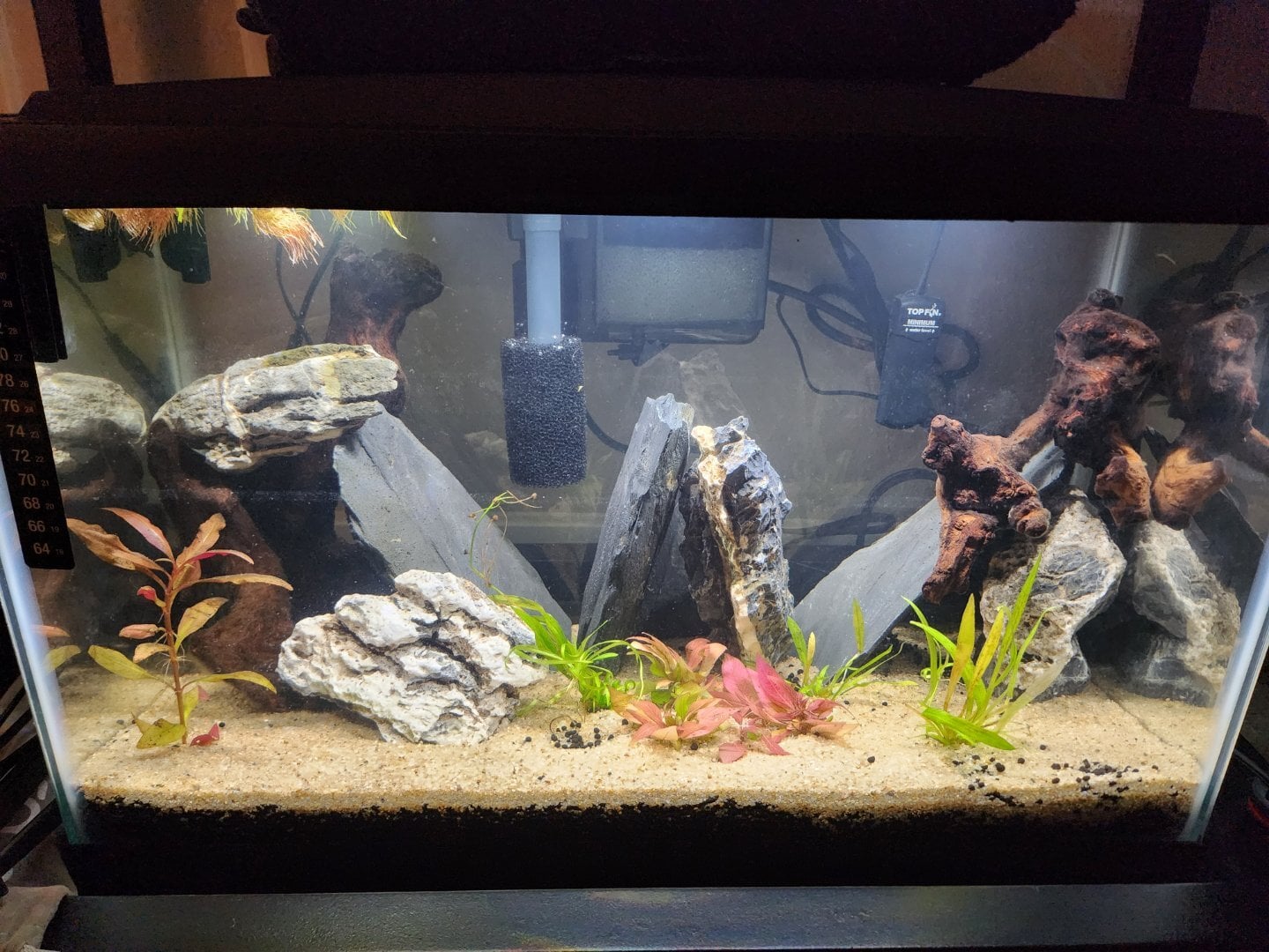 Peacock Gudgeons MIA - Fish Breeding - Aquarium Co-Op Forum