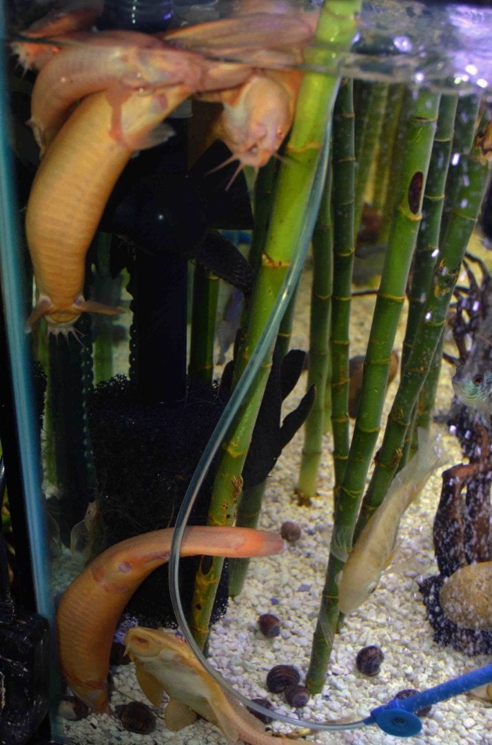 Dojo Loach Behaviors, What Should I Expect? - General Chat - Aquarium ...