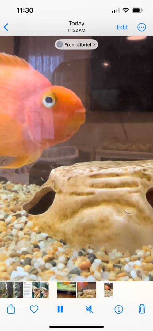 Fin rot on cichlids - what medicine to use? - Diseases - Aquarium Co-Op ...