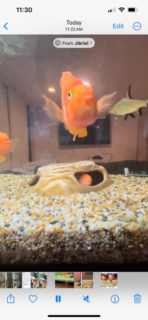 Fin rot on cichlids - what medicine to use? - Diseases - Aquarium Co-Op ...