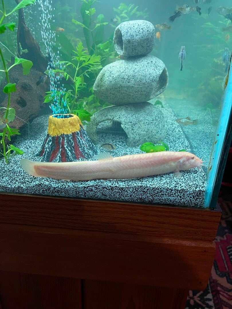 Dojo Loach Advice - General Chat - Aquarium Co-Op Forum