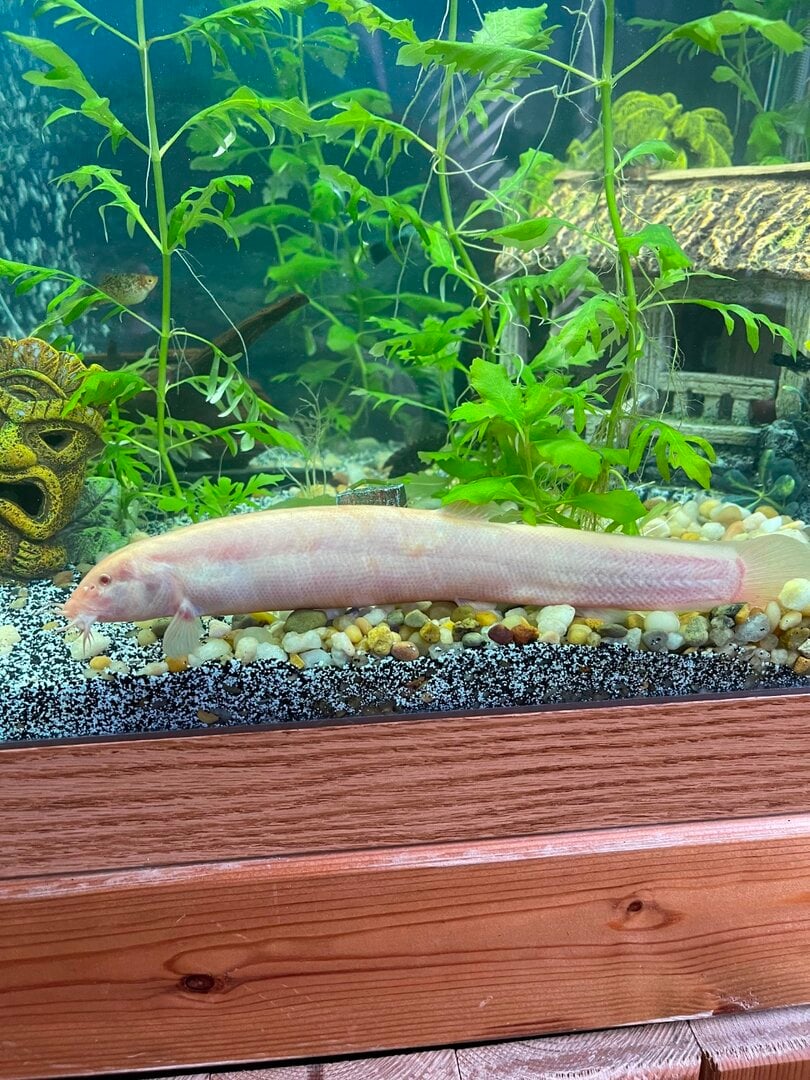 Dojo Loach Advice - General Chat - Aquarium Co-Op Forum