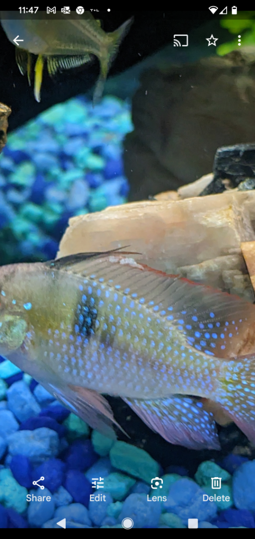 German Blue Ram fin growth ID - Diseases - Aquarium Co-Op Forum