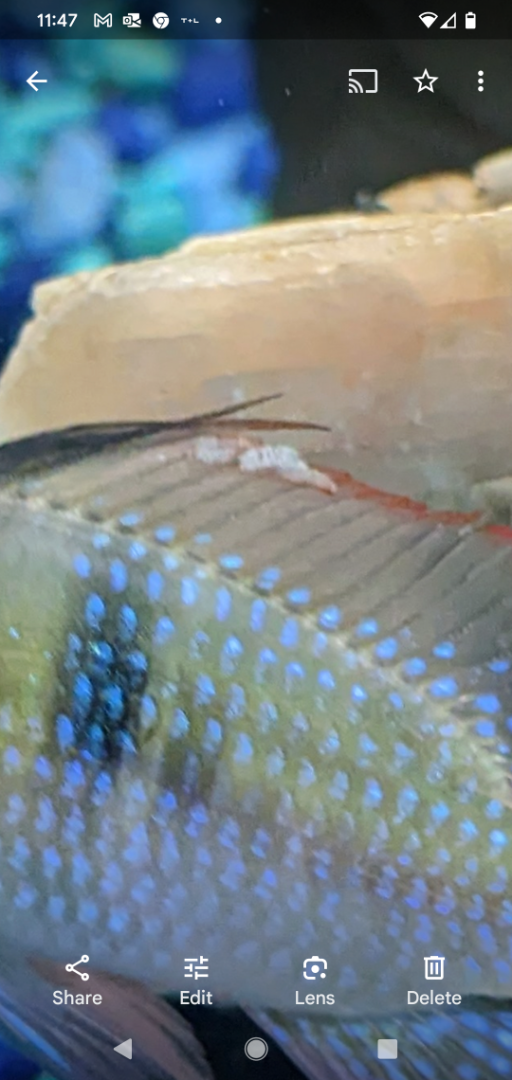 German Blue Ram fin growth ID - Diseases - Aquarium Co-Op Forum