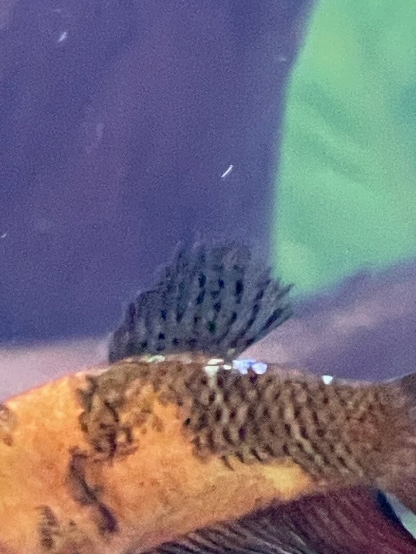 Whiteish blue/gray spots on betta - Diseases - Aquarium Co-Op Forum