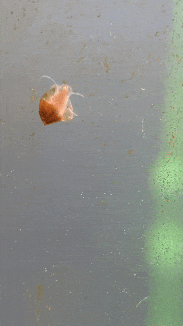 I grew a snail 🐌 - Photos, Videos & Journals - Aquarium Co-Op Forum