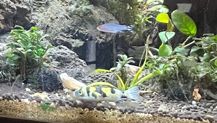 Amazon Puffer Fish Journal - Photos, Videos & Journals - Aquarium Co-Op ...