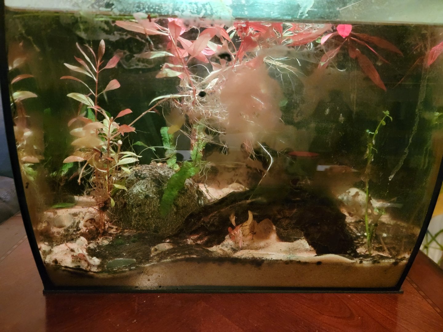 Stocking/plant suggestions for 9 gal planted fluval flex - General Chat ...