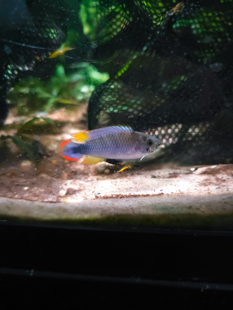 What is your favorite type of fish? - General Chat - Aquarium Co-Op Forum