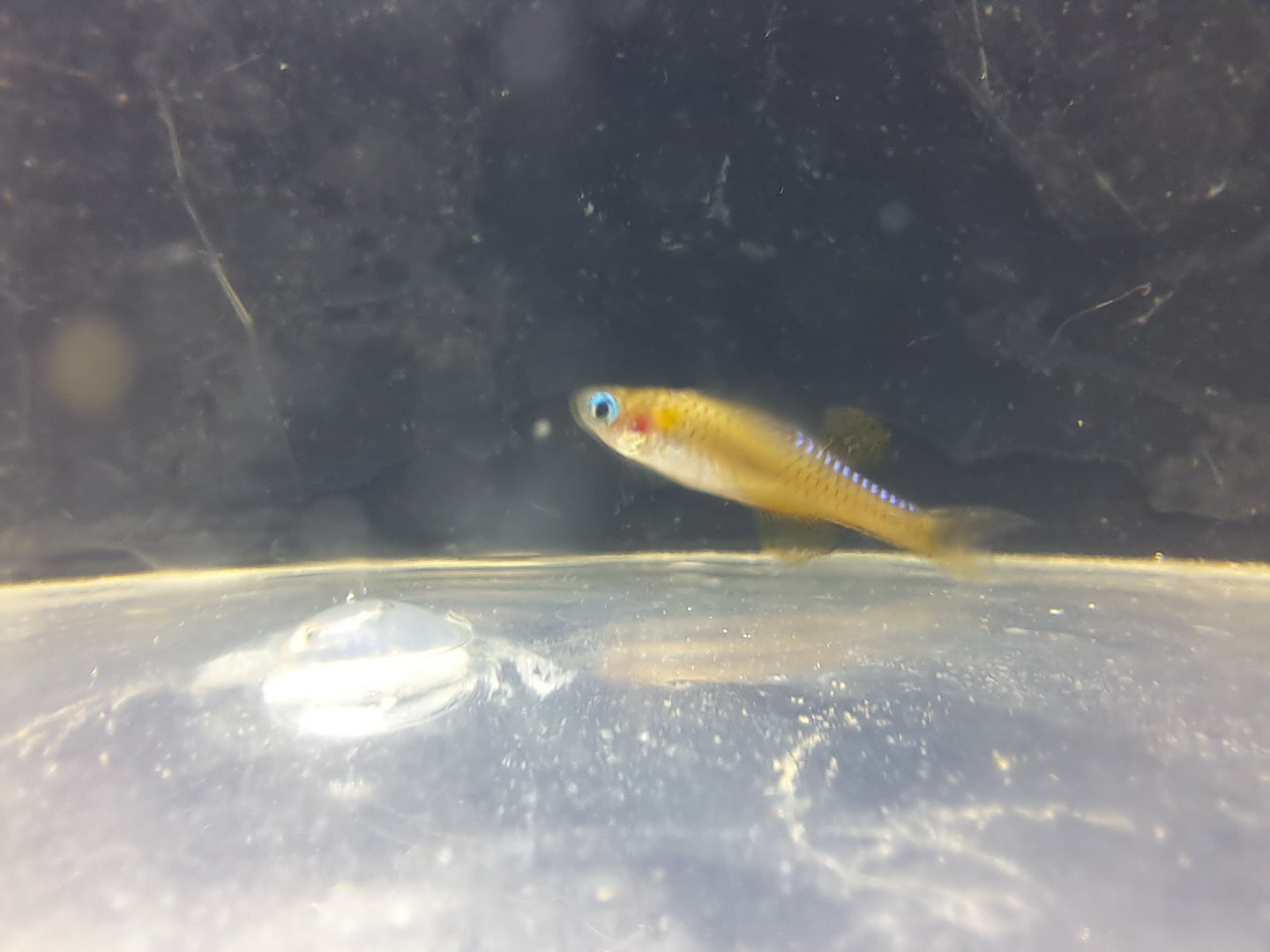 Parasites? - Diseases - Aquarium Co-Op Forum