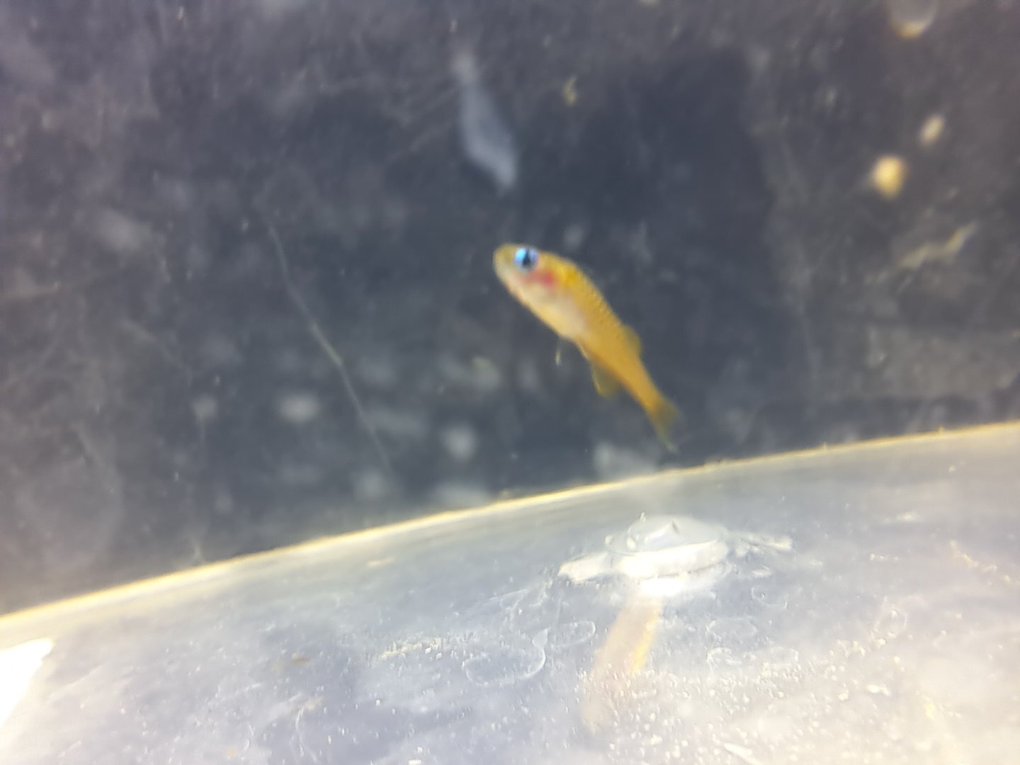 Parasites? - Diseases - Aquarium Co-Op Forum