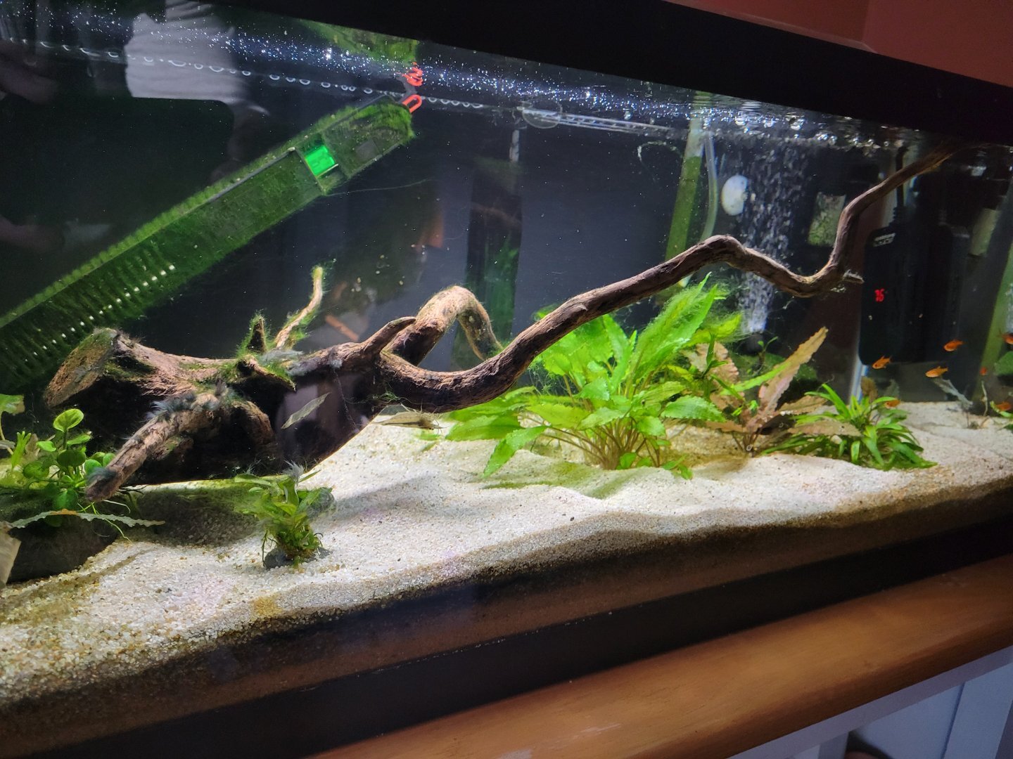 A Pygmy Party! My 10 Gallon Office Tank Journal - Photos, Videos ...