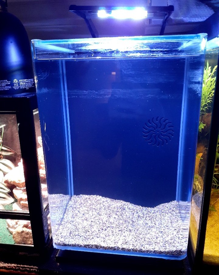 JS Fish 5 gal pea puffer journal - Photos, Videos & Journals - Aquarium ...