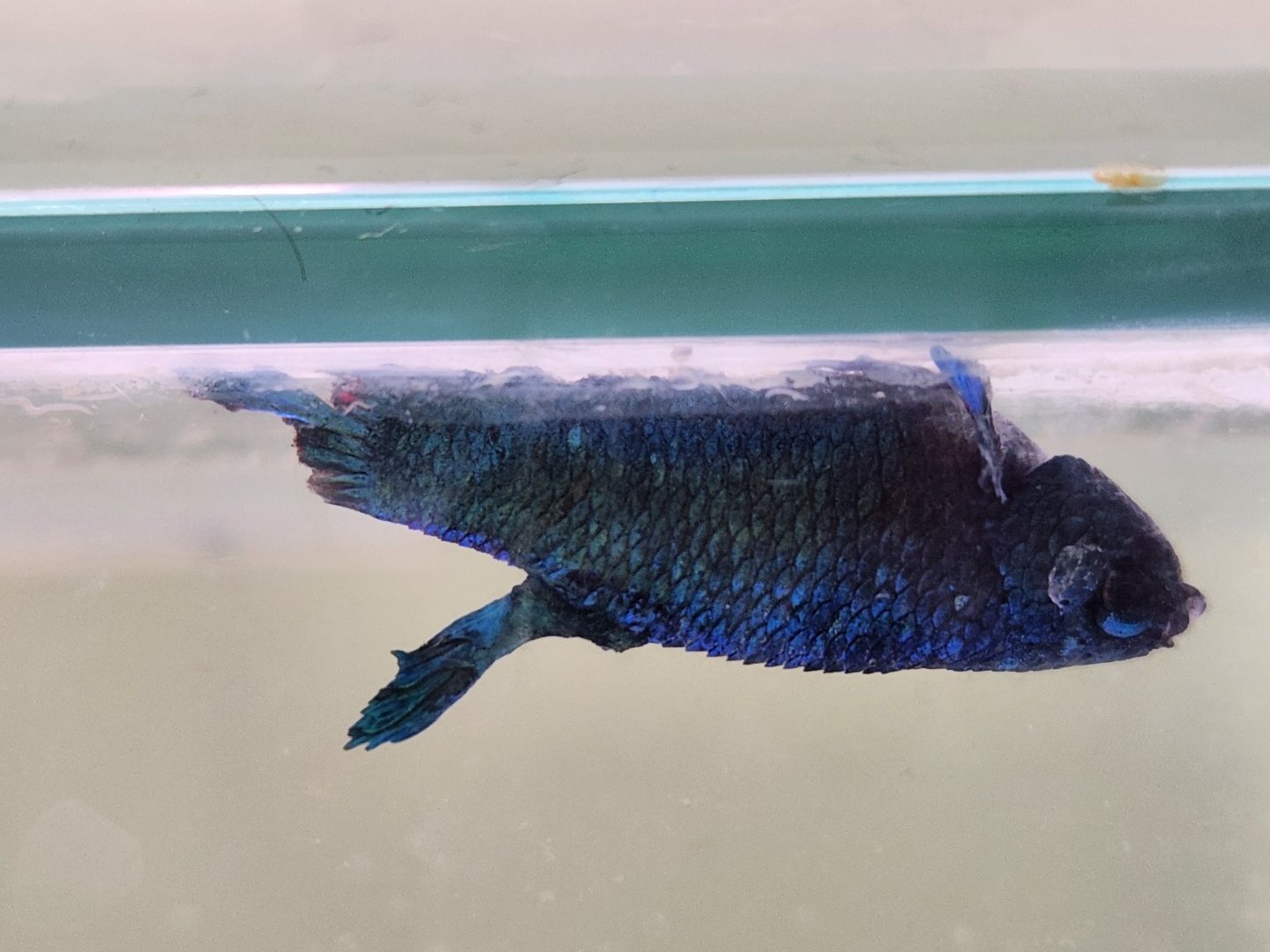 HELP BETTA FISH DYING!!! She won't have more than a couple days ...