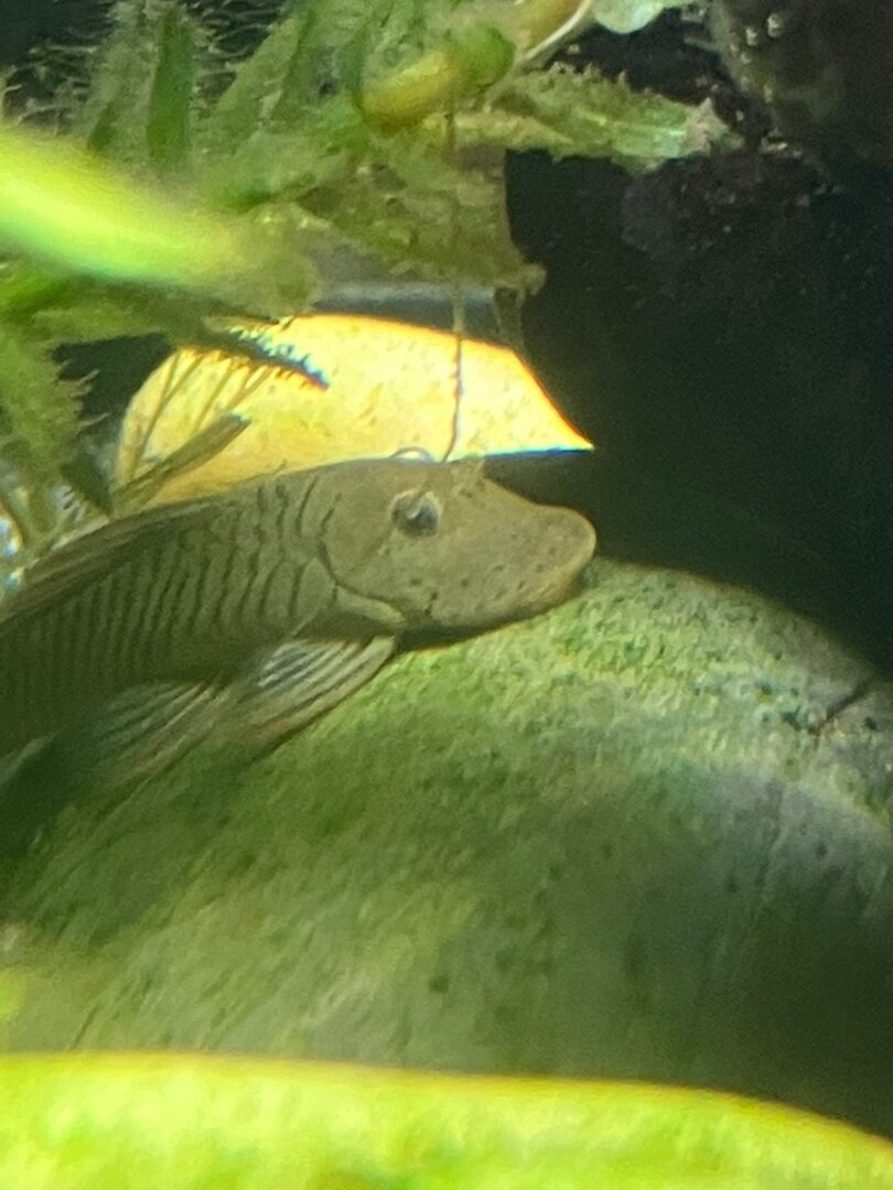 Color-changing Pleco - General Chat - Aquarium Co-Op Forum