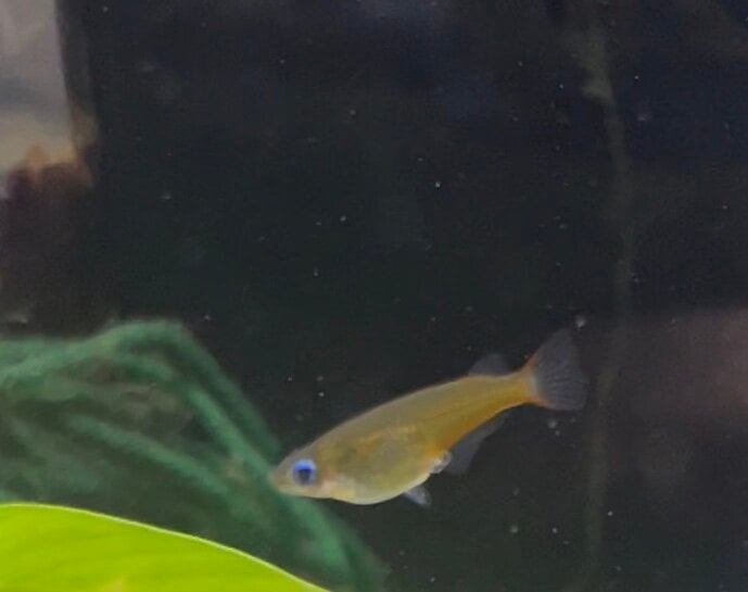 Oryzias woworae- Daisy’s ricefish - Photos, Videos & Journals ...