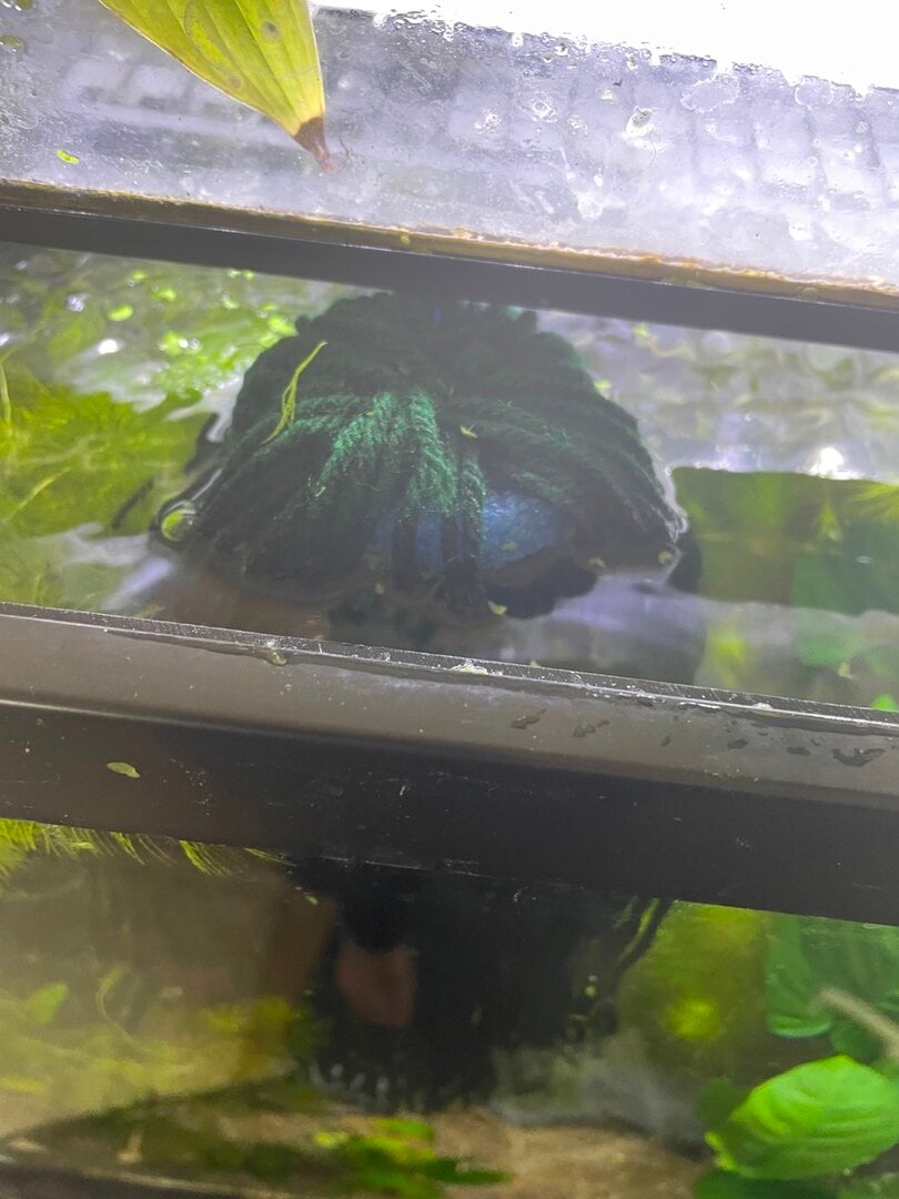 Psuedomugil luminatus-red neon blue eyed rainbow - Photos, Videos ...