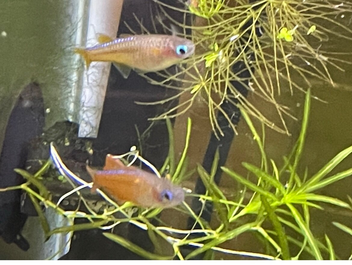 Psuedomugil luminatus-red neon blue eyed rainbow - Photos, Videos ...