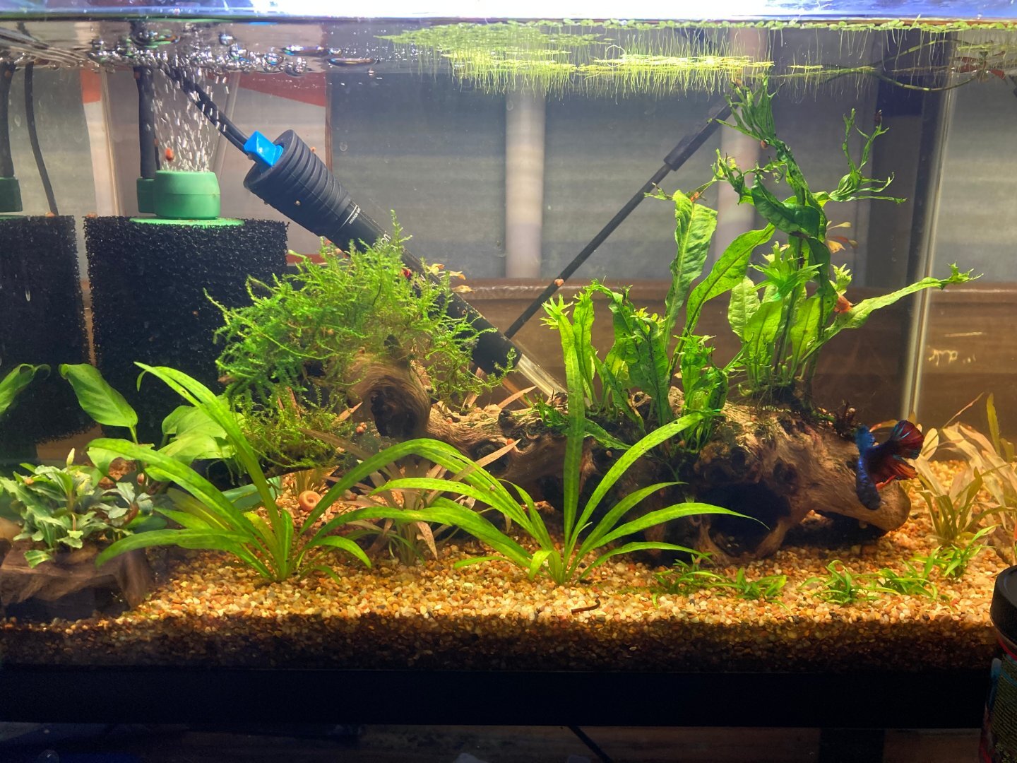 How much Easy Green liquid fert should I be dosing? - Plants, Algae ...