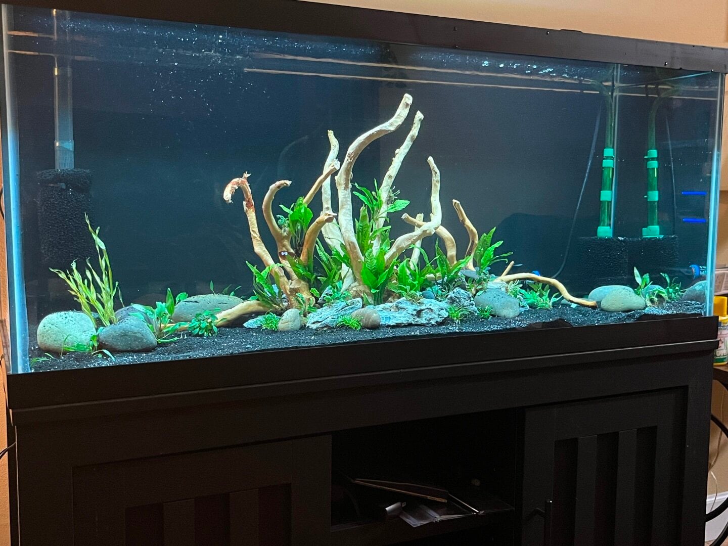 Black substrate - General Chat - Aquarium Co-Op Forum
