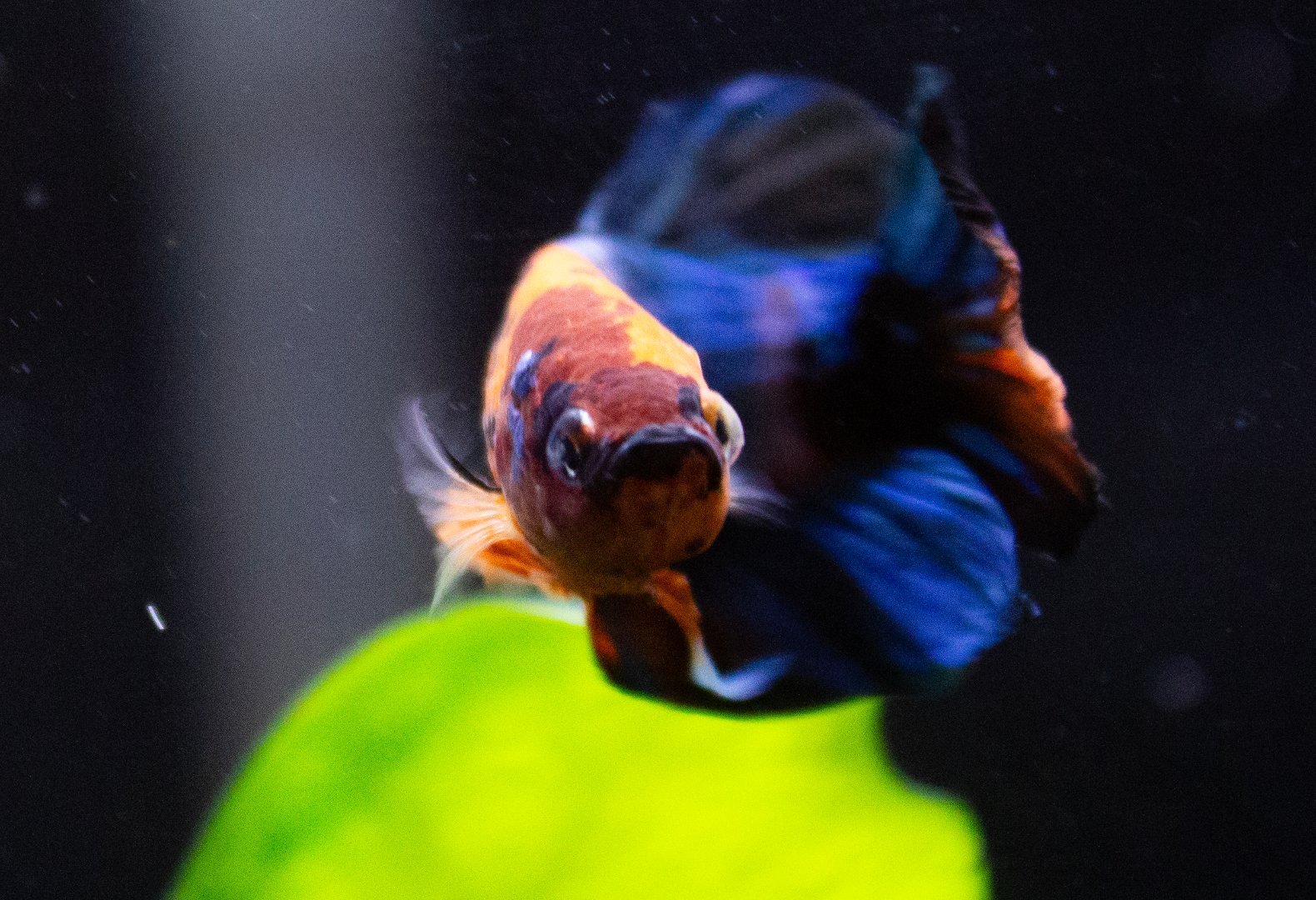 Bump on Betta Head - Diseases - Aquarium Co-Op Forum