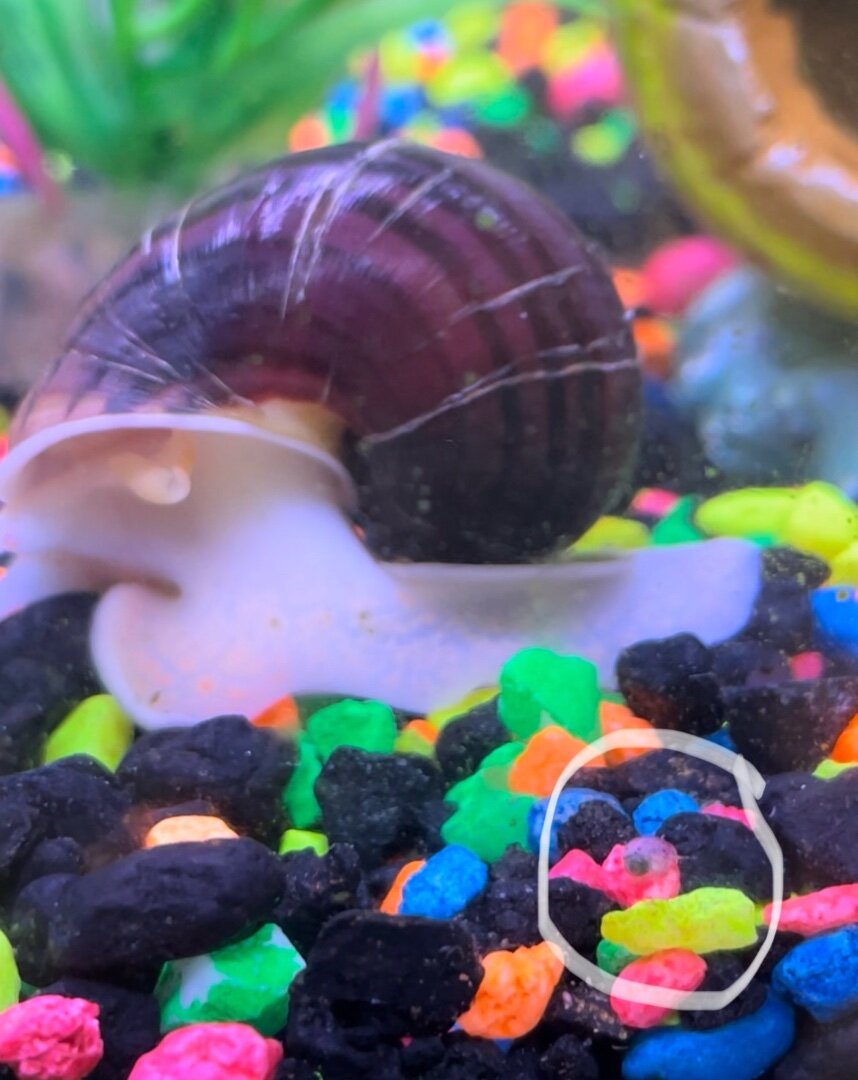Accidental Mystery Snail Babies - Fish Breeding - Aquarium Co-Op Forum