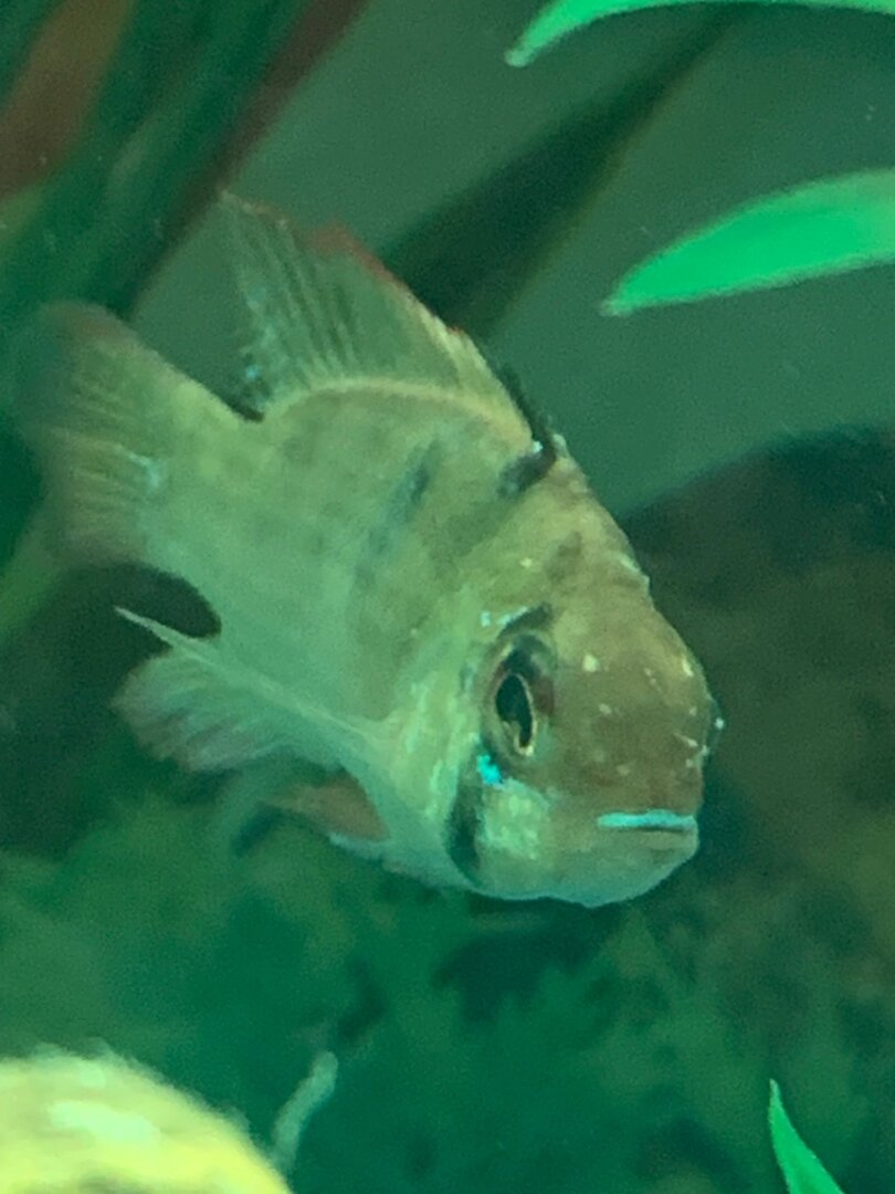 Sick German Blue Ram Cichlid - Diseases - Aquarium Co-Op Forum