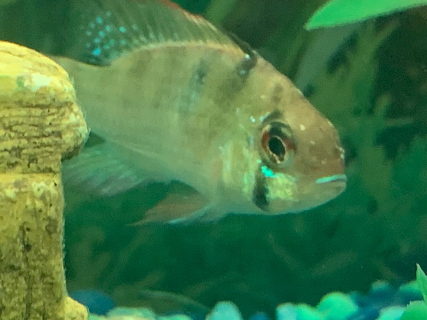 Sick German Blue Ram Cichlid - Diseases - Aquarium Co-Op Forum