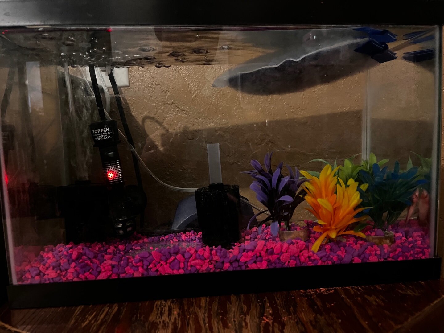 5 Gallon Tank Killing Fish - General Chat - Aquarium Co-Op Forum