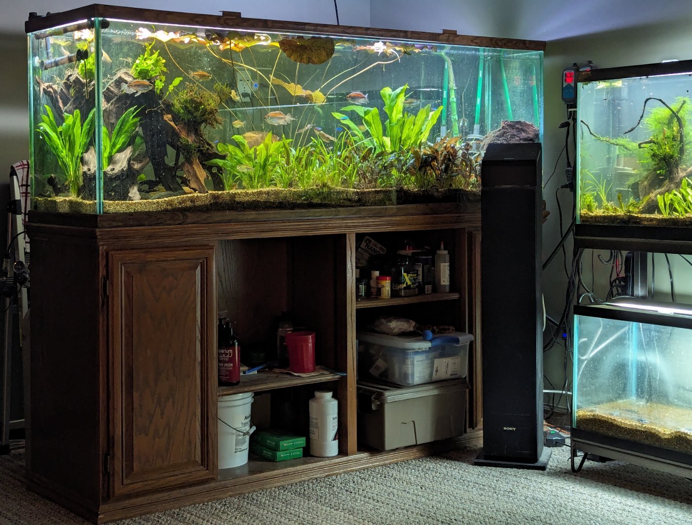 Lets see some big tanks! - General Chat - Aquarium Co-Op Forum