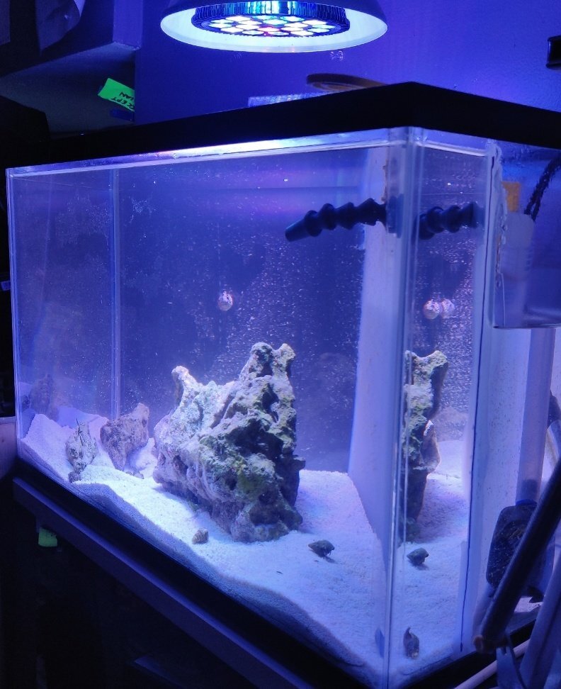 Baby Reef - Photos, Videos & Journals - Aquarium Co-Op Forum