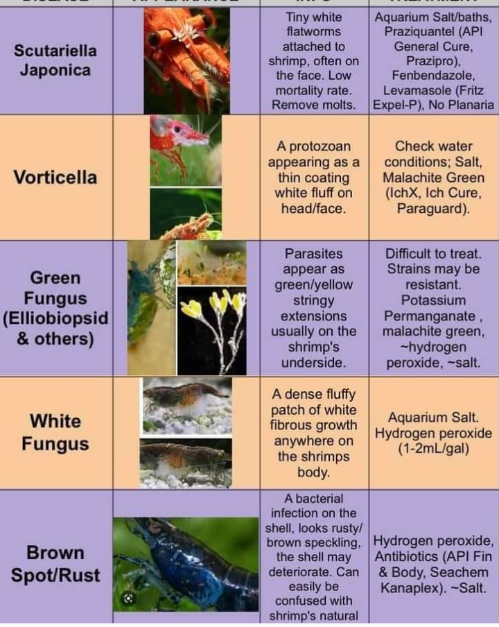 Camallanus (sp?) worms in shrimp?? - Diseases - Aquarium Co-Op Forum