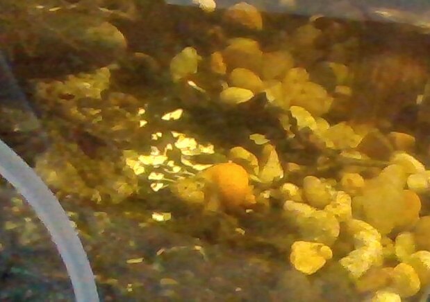 Snail Shells and Calcium -- is his shell okay??? - General Chat ...