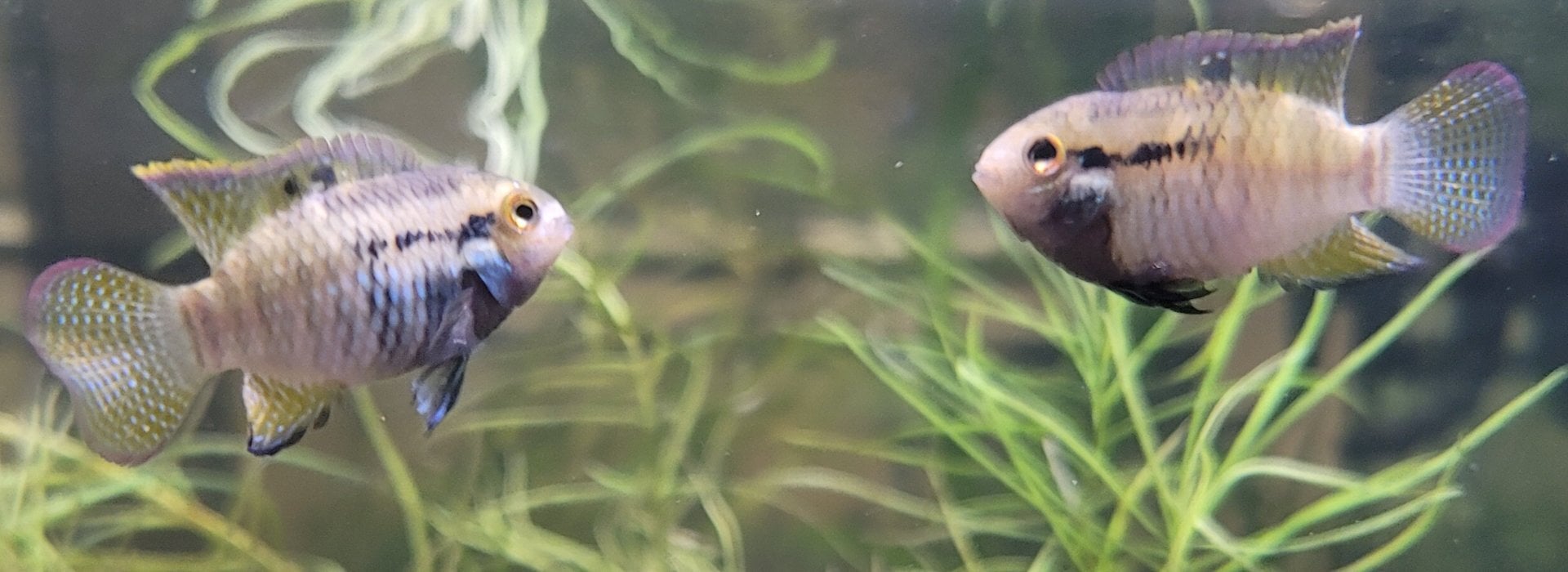 What is your favorite type of fish? - Page 2 - General Chat - Aquarium ...