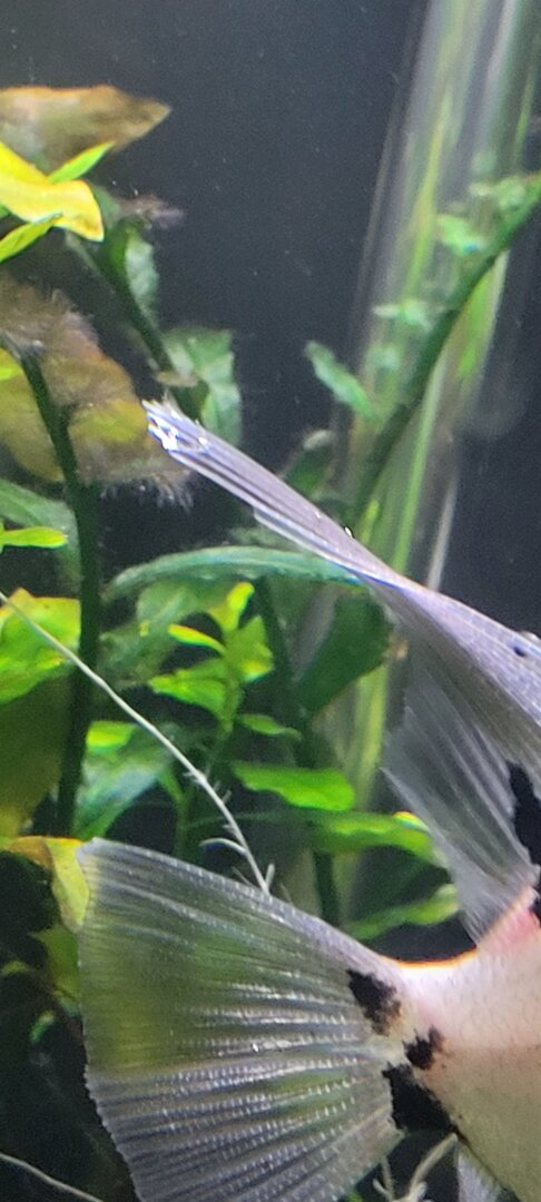 Fin Rot? - Diseases - Aquarium Co-Op Forum