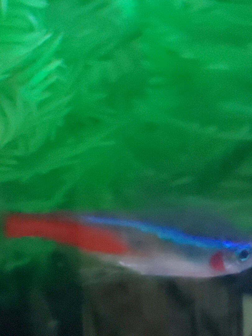 Not sure why one side of gills is red. - Diseases - Aquarium Co-Op Forum