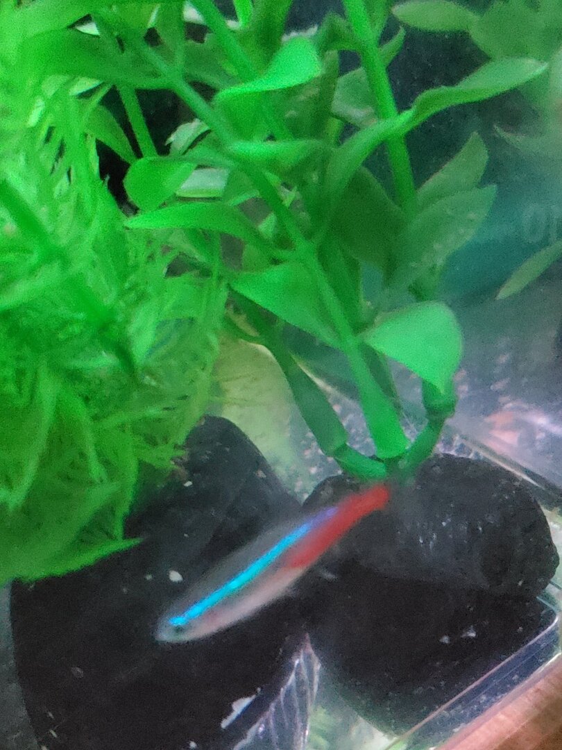 Not sure why one side of gills is red. - Diseases - Aquarium Co-Op Forum