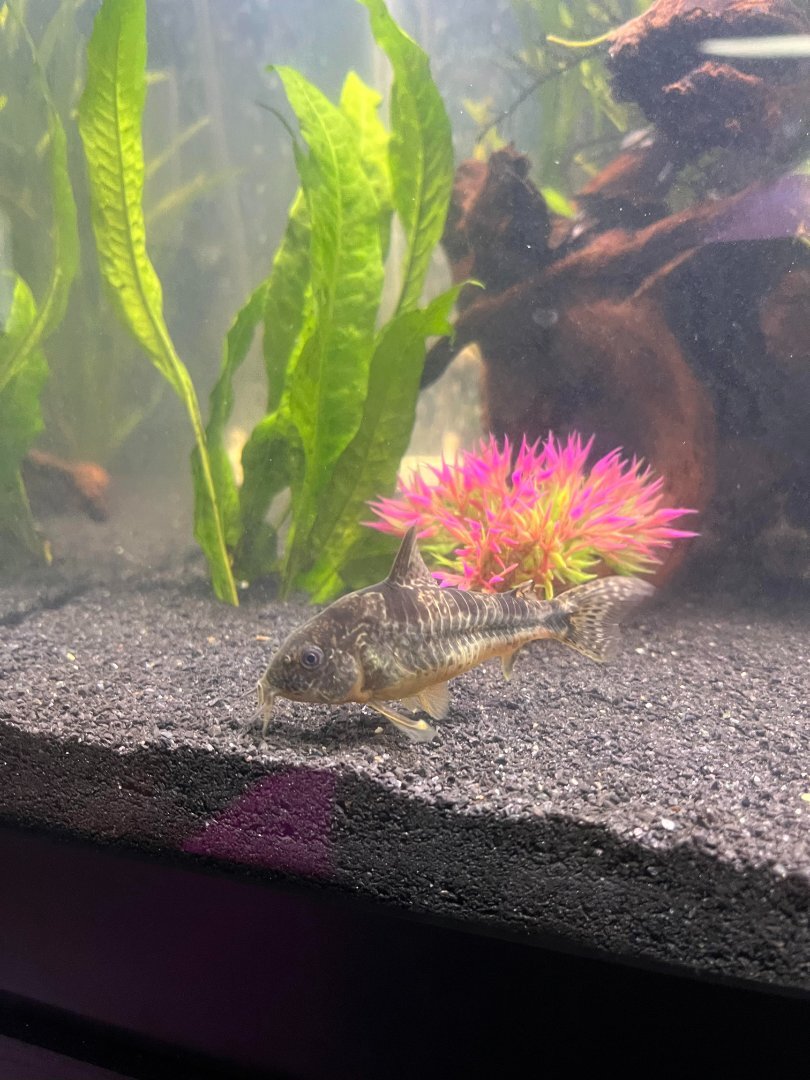 Treating Minor Fungus in Pepper Corydoras, Calmer After Polyguard ...