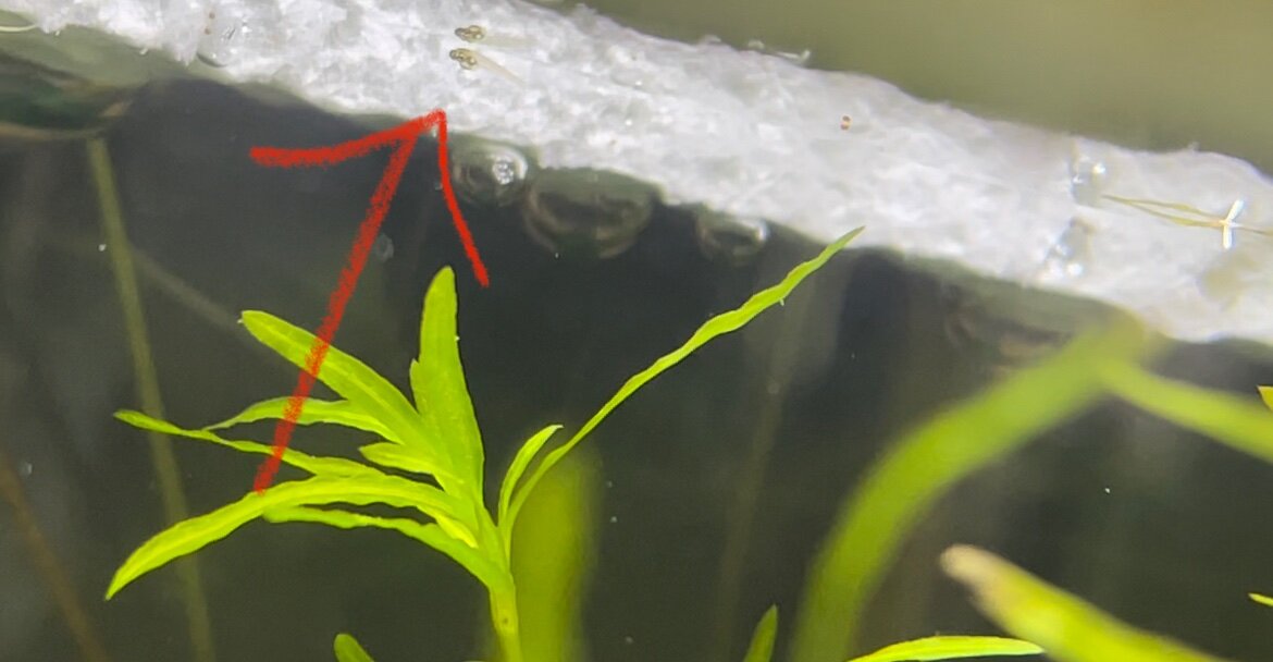 Psuedomugil luminatus-red neon blue eyed rainbow - Photos, Videos ...