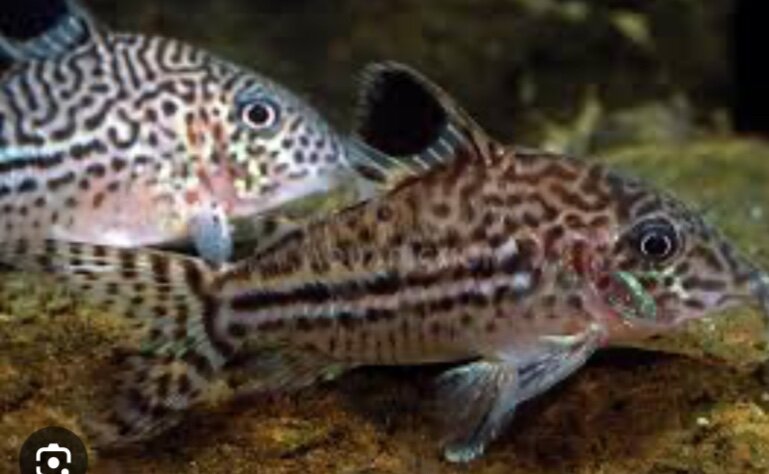 Cory identification - General Chat - Aquarium Co-Op Forum