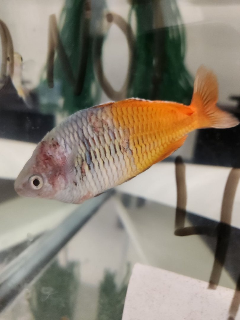 Trying to help this rainbow fish. - Diseases - Aquarium Co-Op Forum