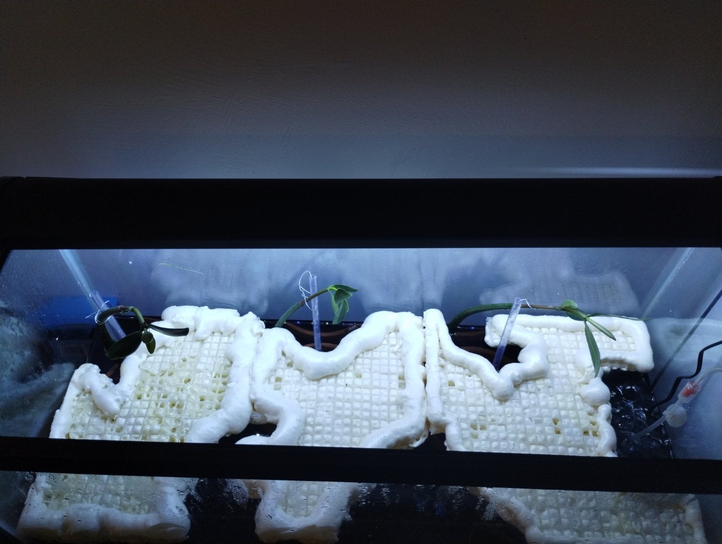 Mudskipper tank design help - General Chat - Aquarium Co-Op Forum