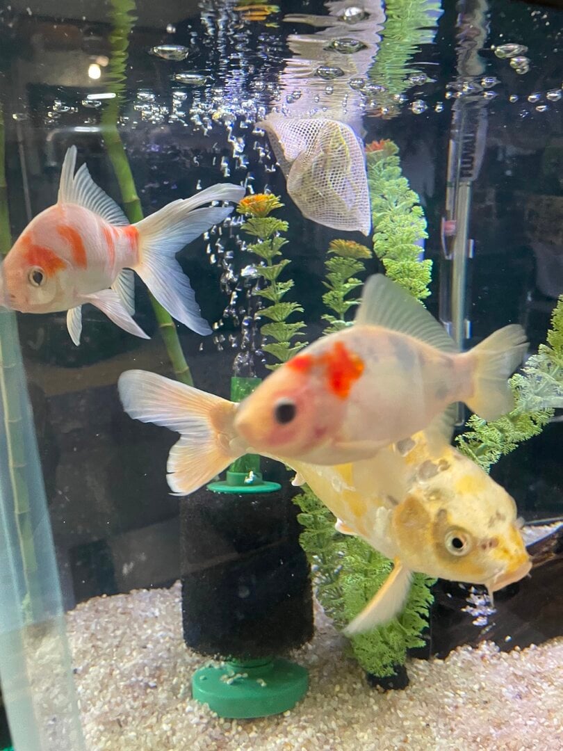 Comet Goldfish with small red marks/streaks - Diseases - Aquarium Co-Op ...