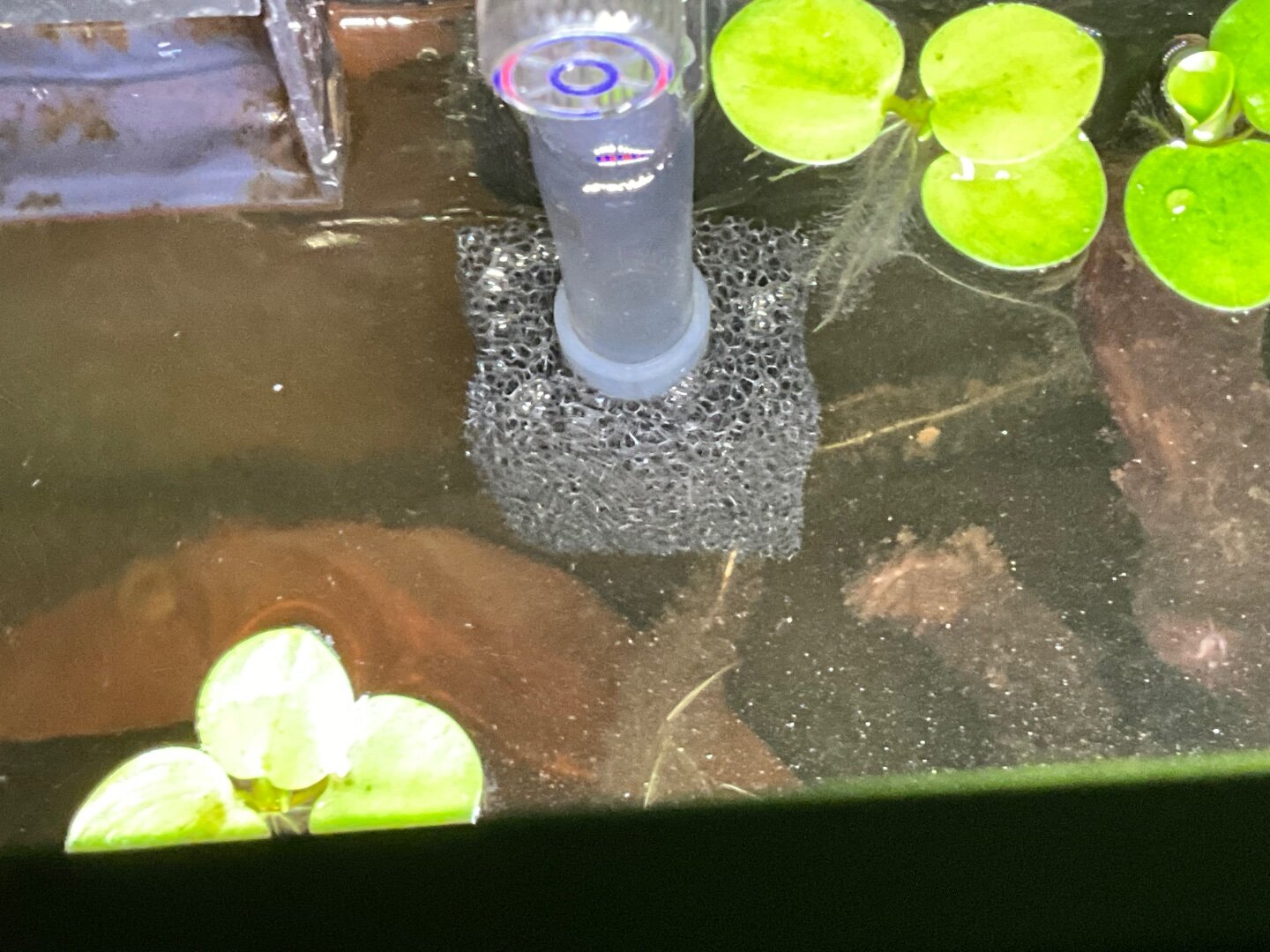 This black bio sponge media from Amazon saved me in a pinch - General ...