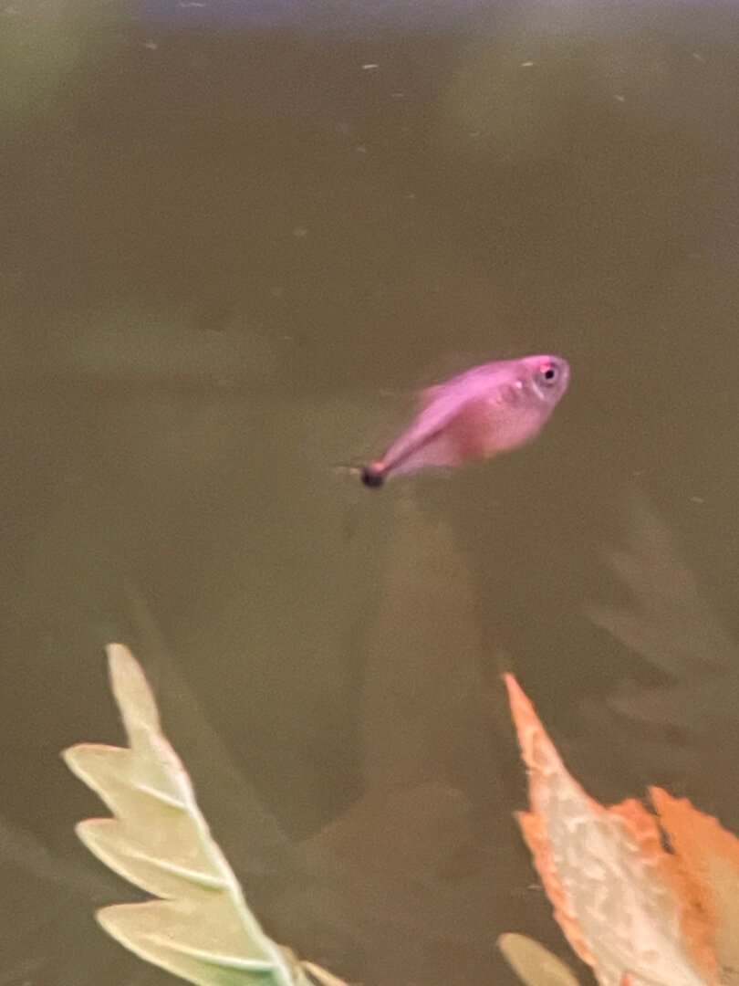 Fish internally bleeding? - Diseases - Aquarium Co-Op Forum